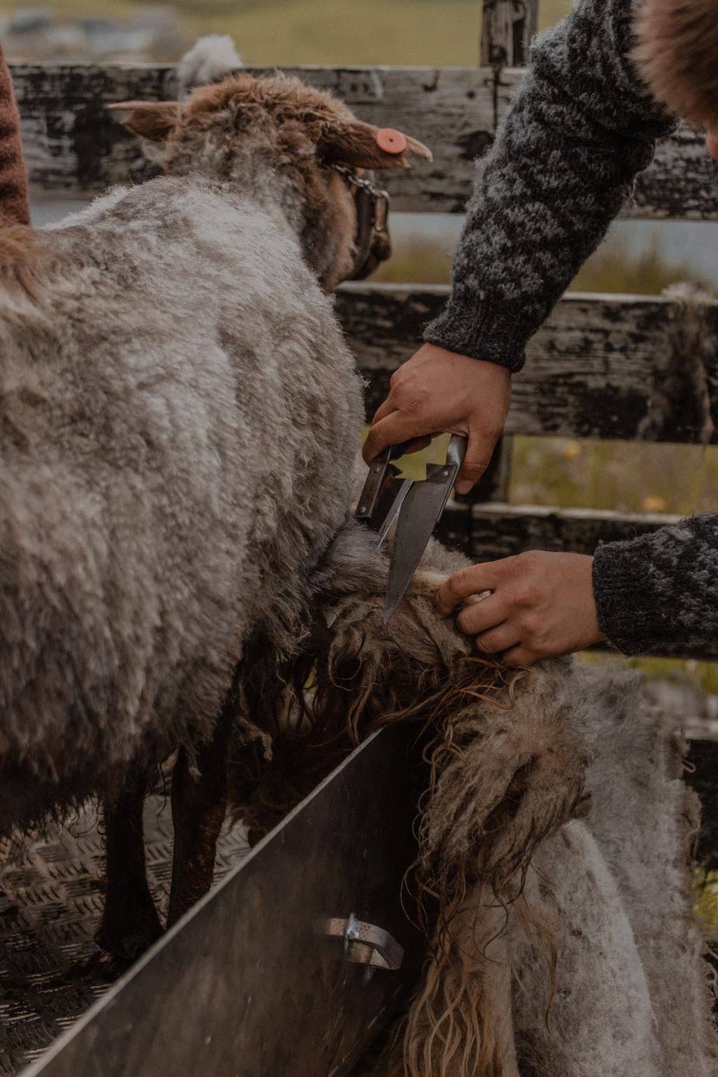 The Importance of Faroese Wool: A Timeless Tradition