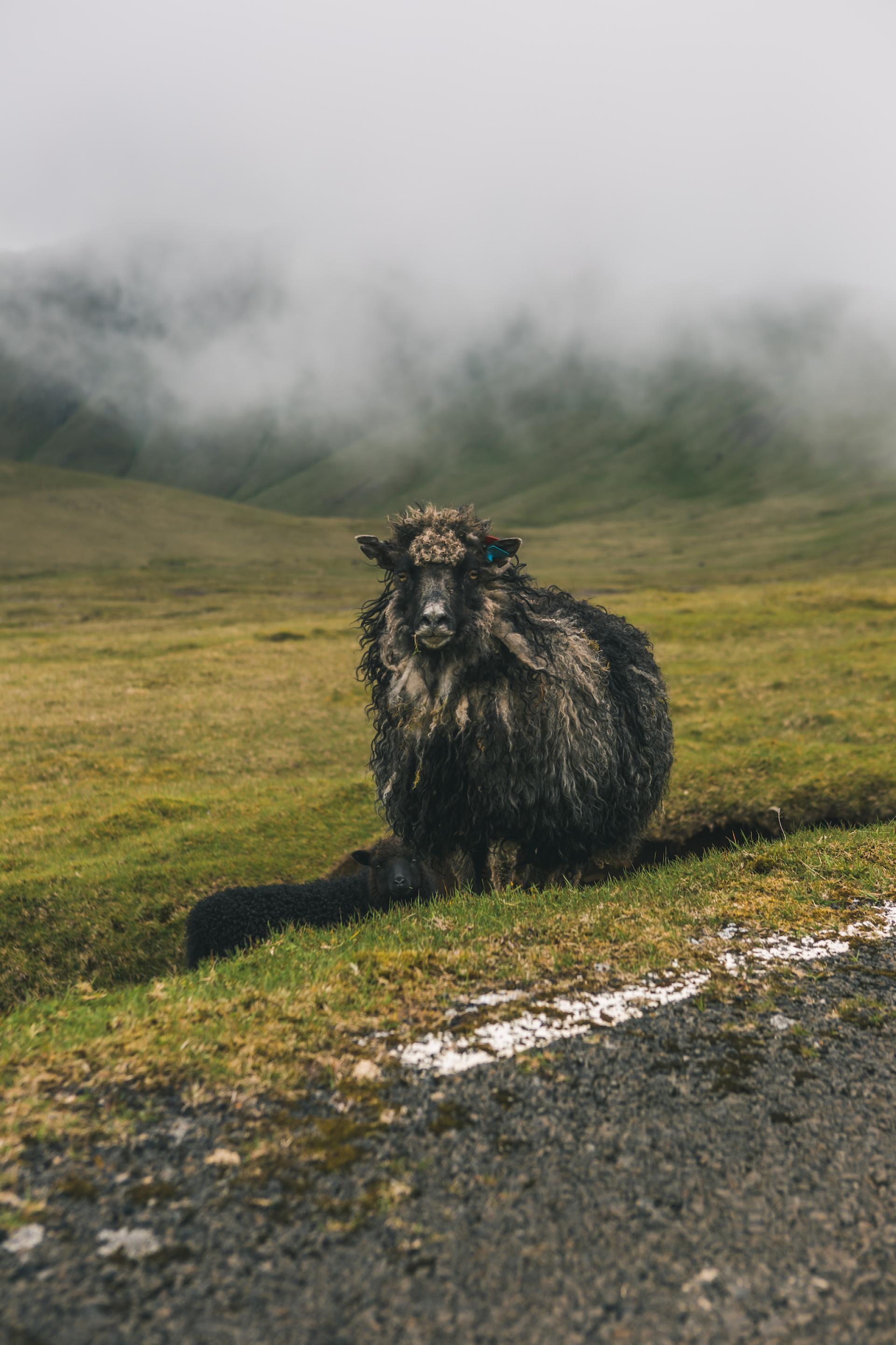 The Importance of Faroese Wool: A Timeless Tradition